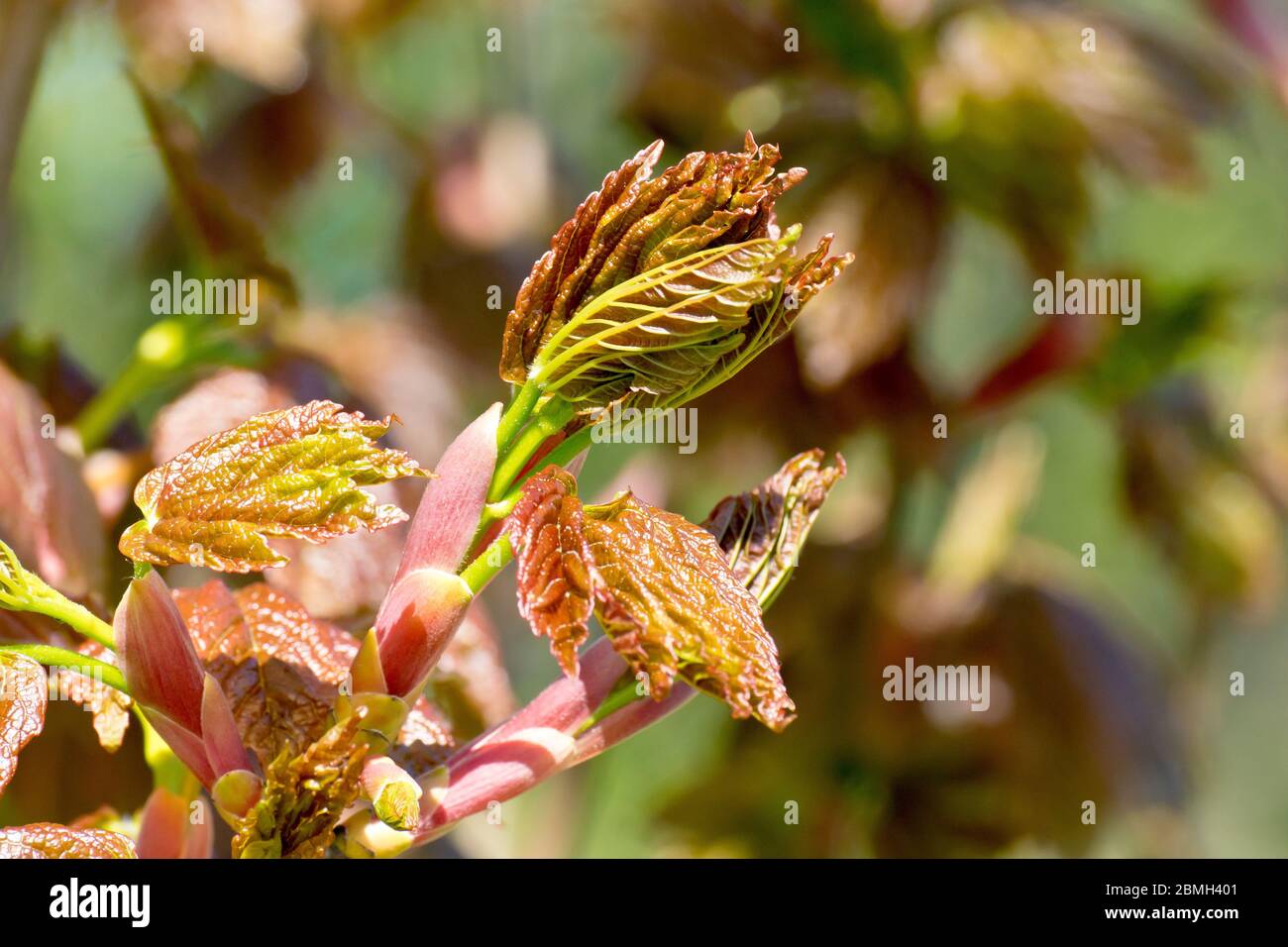 Sycamore (acer pseudoplatanus), close up of the leaves as they begin to ...