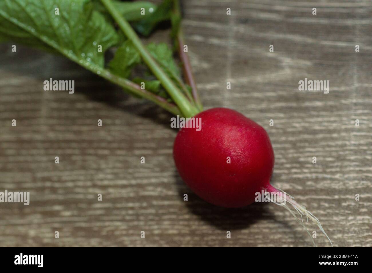 A single fresh radish on a rustic wooden textured background Stock ...