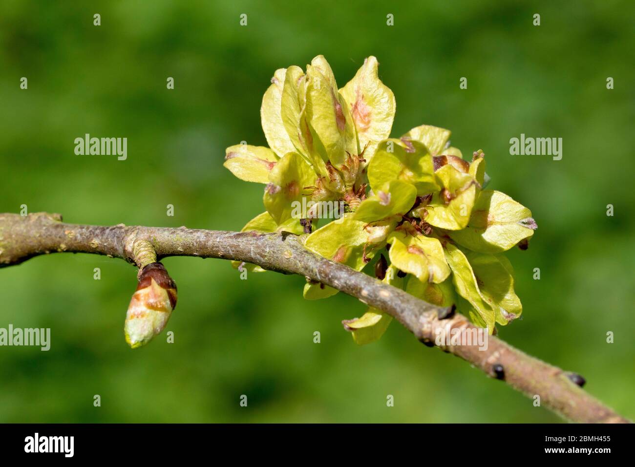 Oval shaped fruit hi-res stock photography and images - Alamy