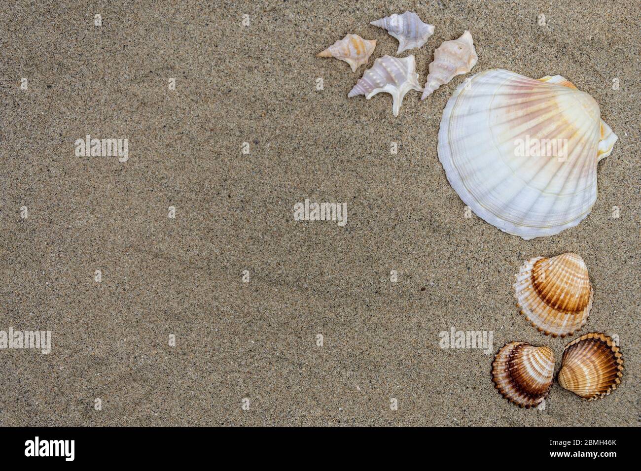 Shell banner hi-res stock photography and images - Alamy