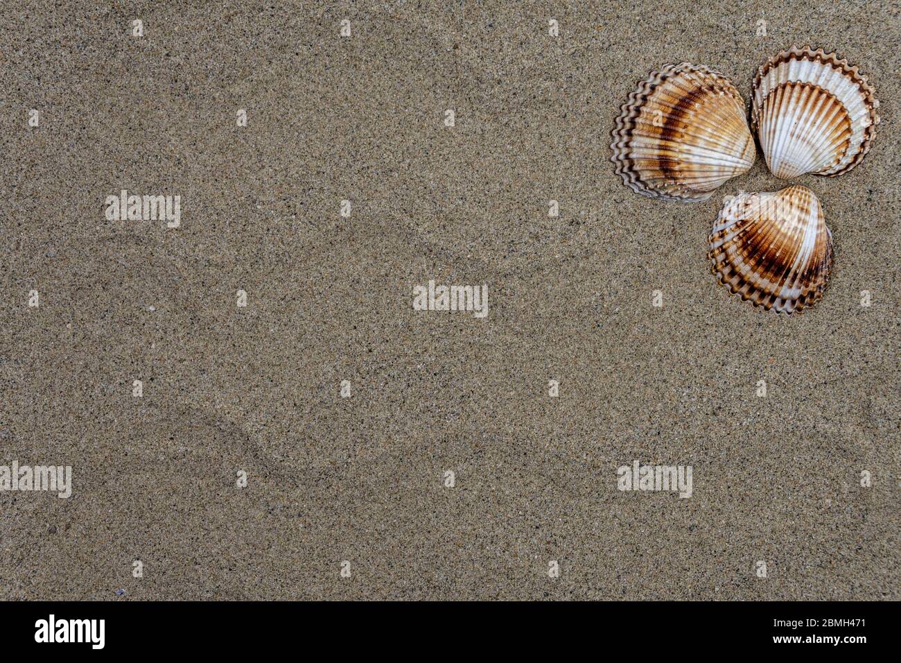 Background with sand and shells Stock Photo - Alamy