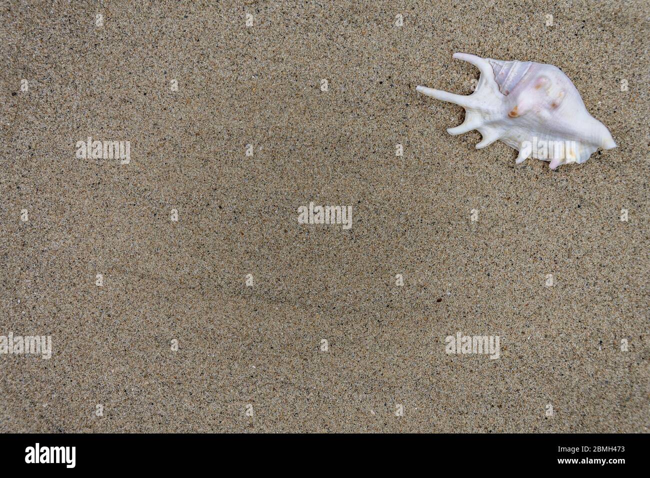 Sand and shells hi-res stock photography and images - Alamy