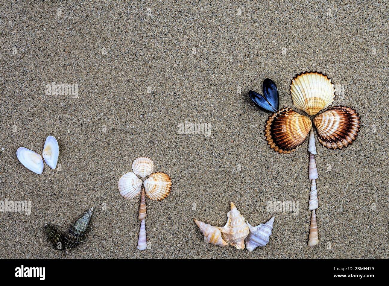 Background with seashells forming a creative design Stock Photo - Alamy