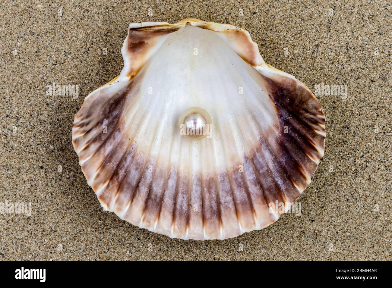 Pearl oyster open shell hi-res stock photography and images - Alamy