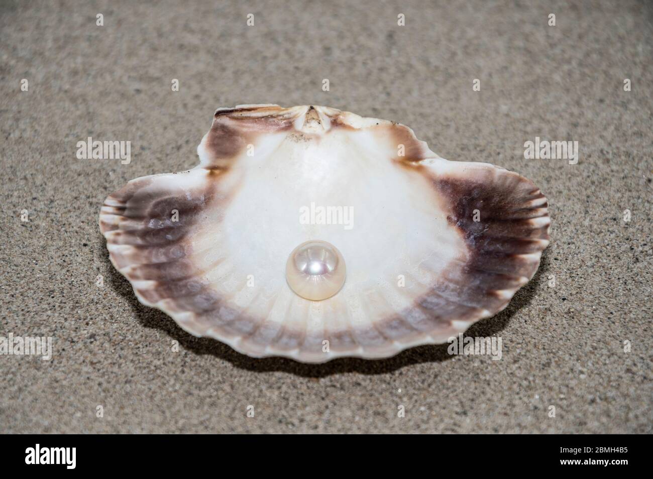 Shell with beautiful pearl inside Stock Photo - Alamy