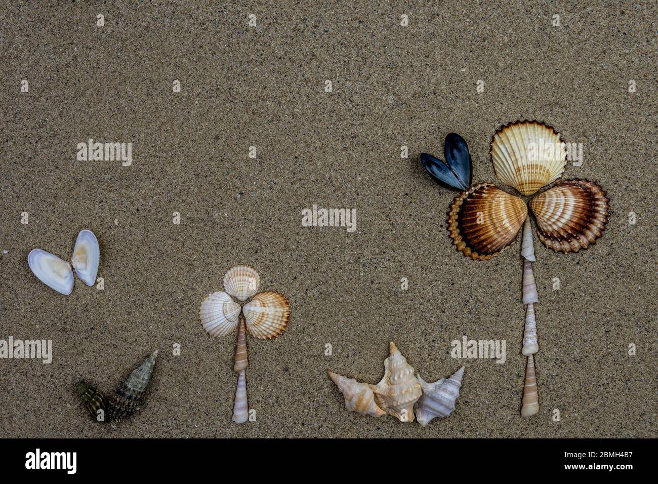Creative shells hi-res stock photography and images - Alamy
