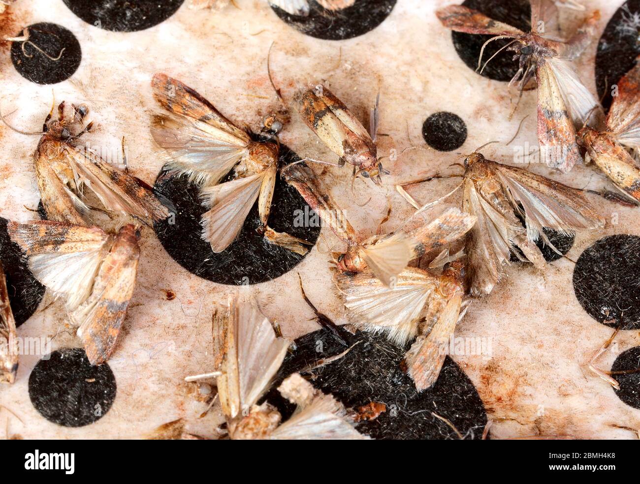 Dried fruit moths hi-res stock photography and images - Alamy