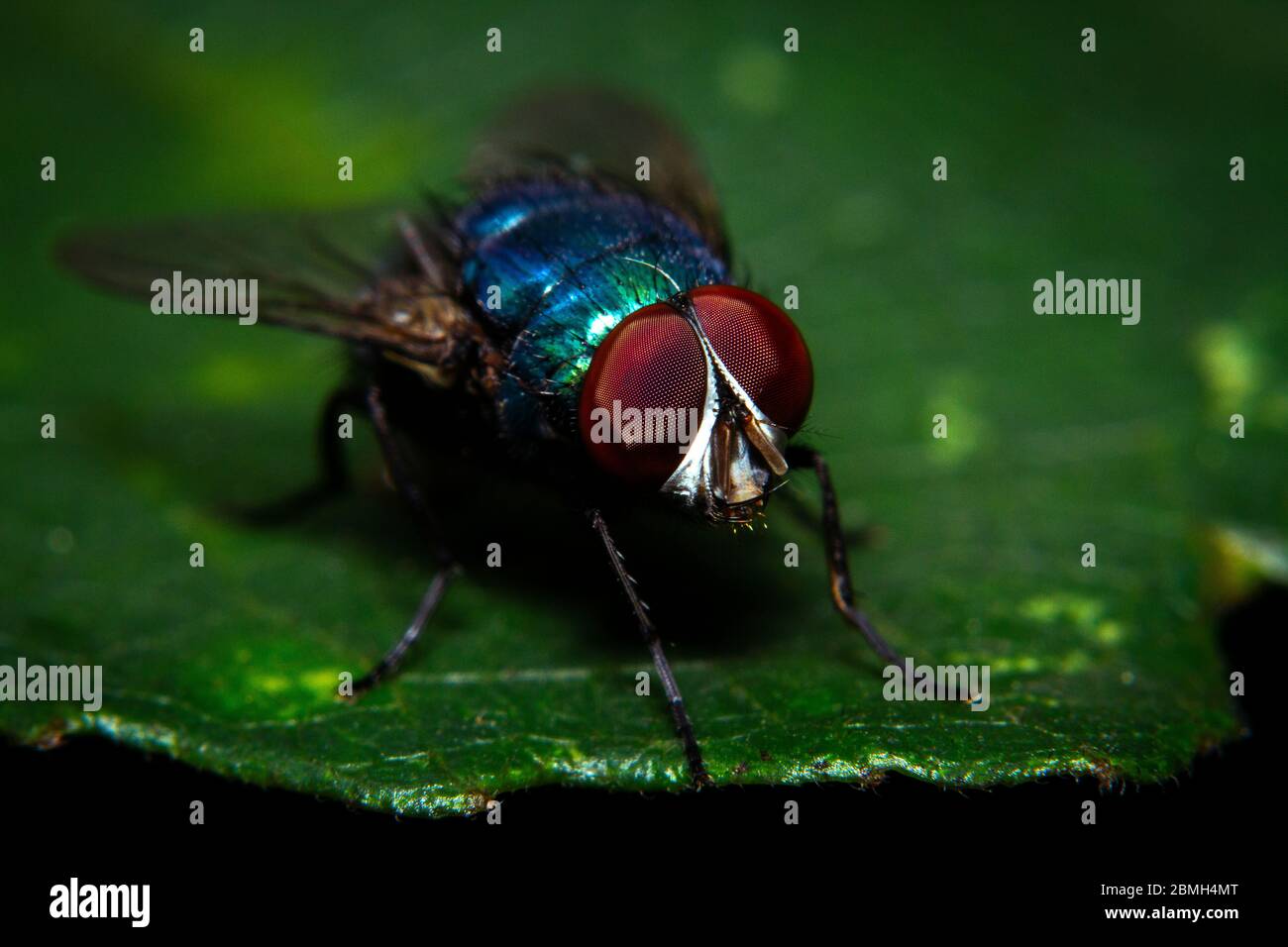 Macro shot a fly resting on the leaf Stock Photo - Alamy