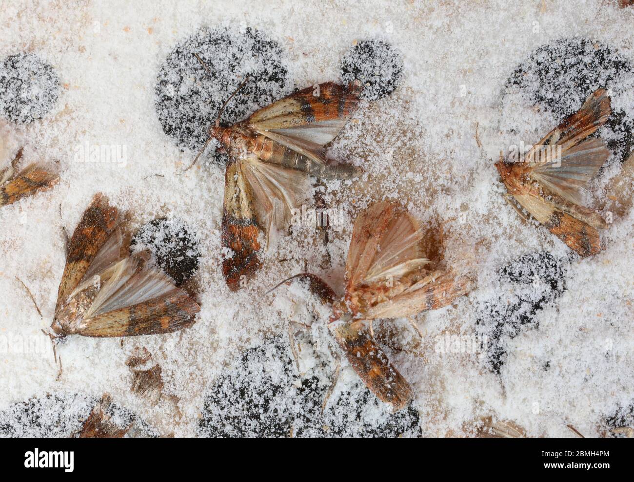 dead Indianmeal moths are insects that infest cereal flours and pasta ...