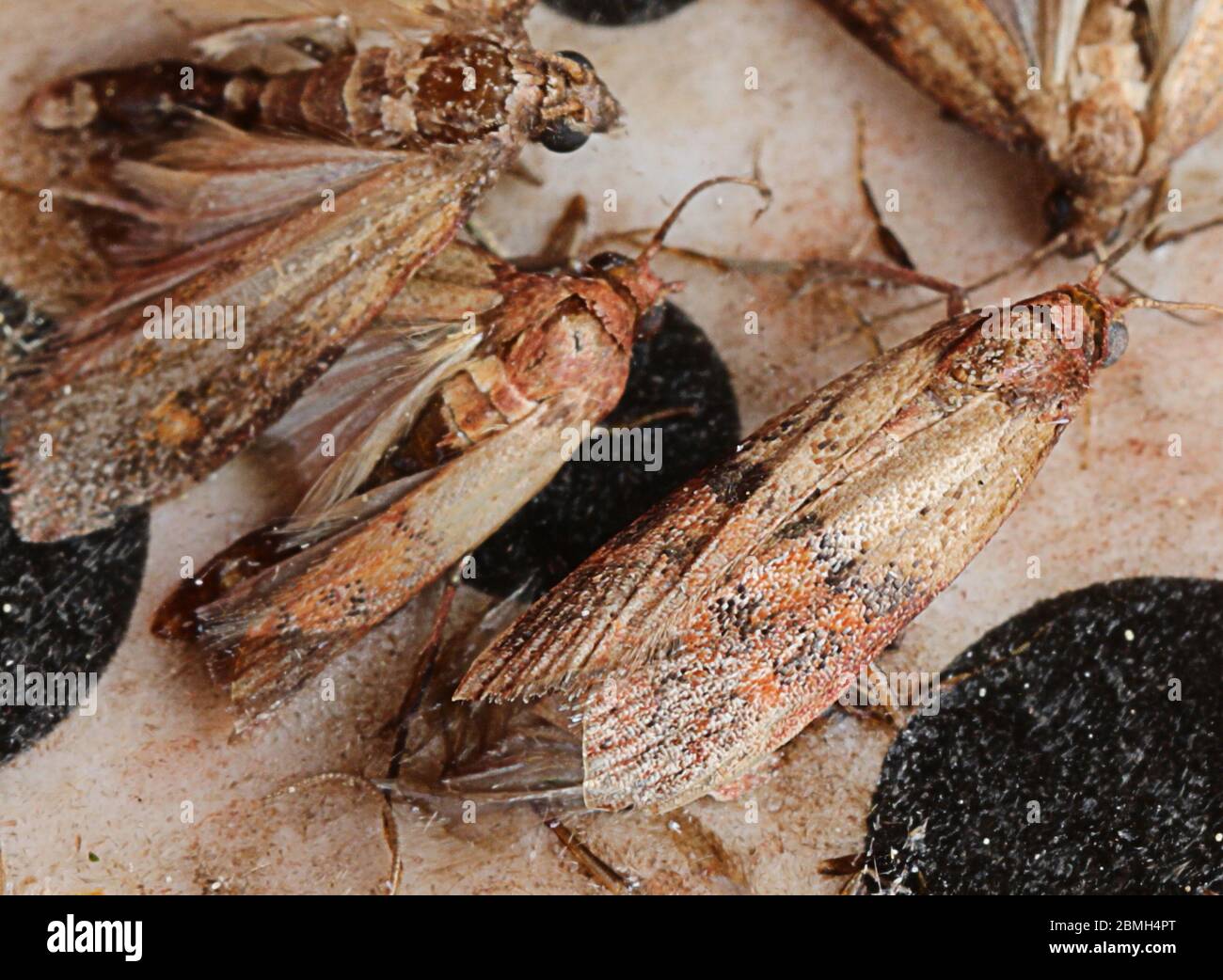 Indianmeal moth also called flour moth is an insect that infests cereal ...
