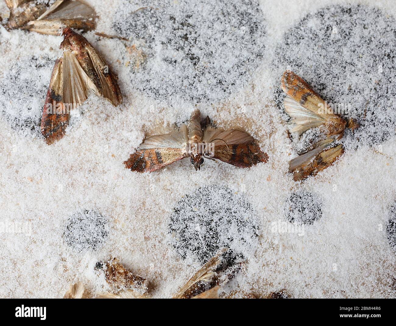 Invasive insect trap hi-res stock photography and images - Alamy