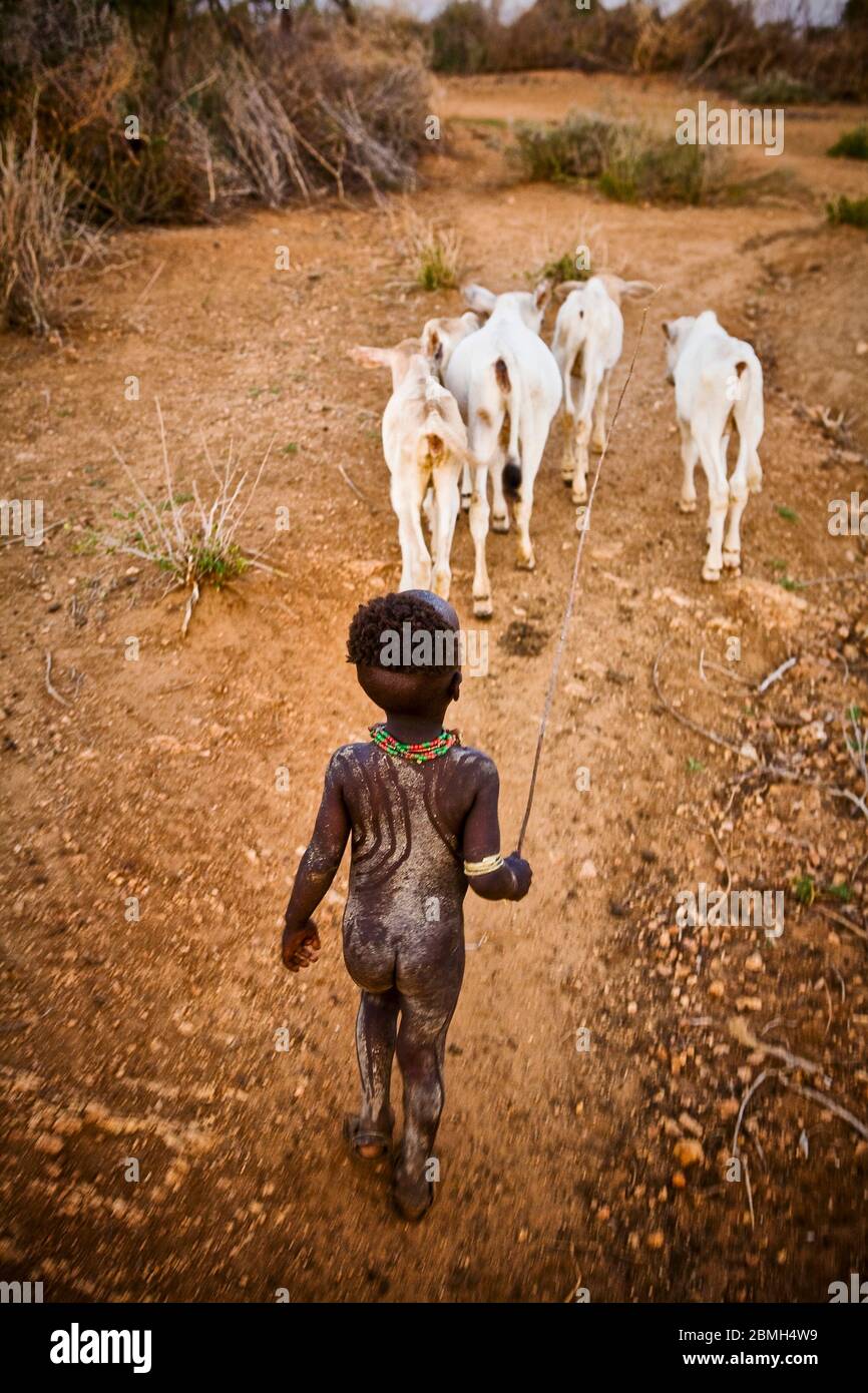 Wrangling cattle hi-res stock photography and images - Alamy