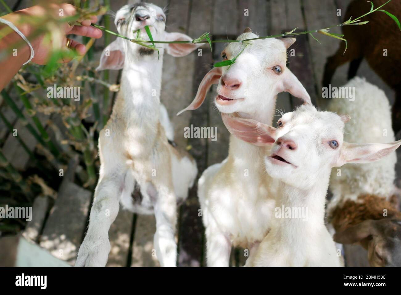 Will Goats Eat Bamboo