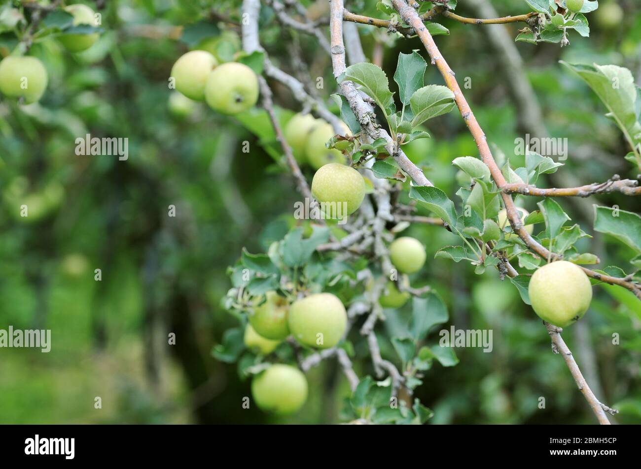 Green Malang Apple, the fruit, identity for Malang City, East Java ...