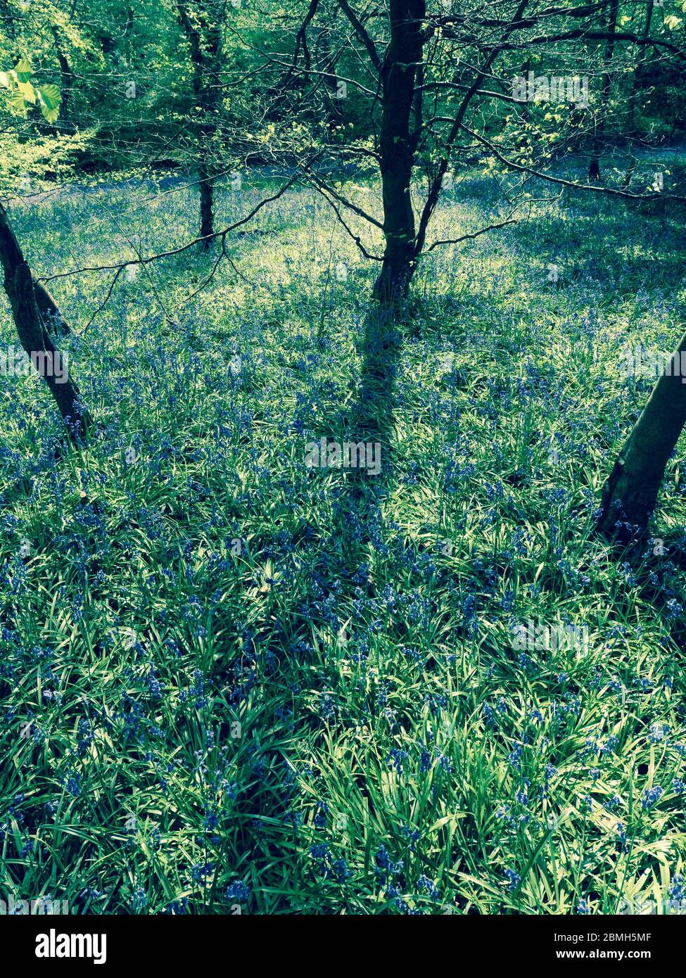 Bluebell Woods at Checkendon, South Oxfordshire, England, UK, GB Stock ...