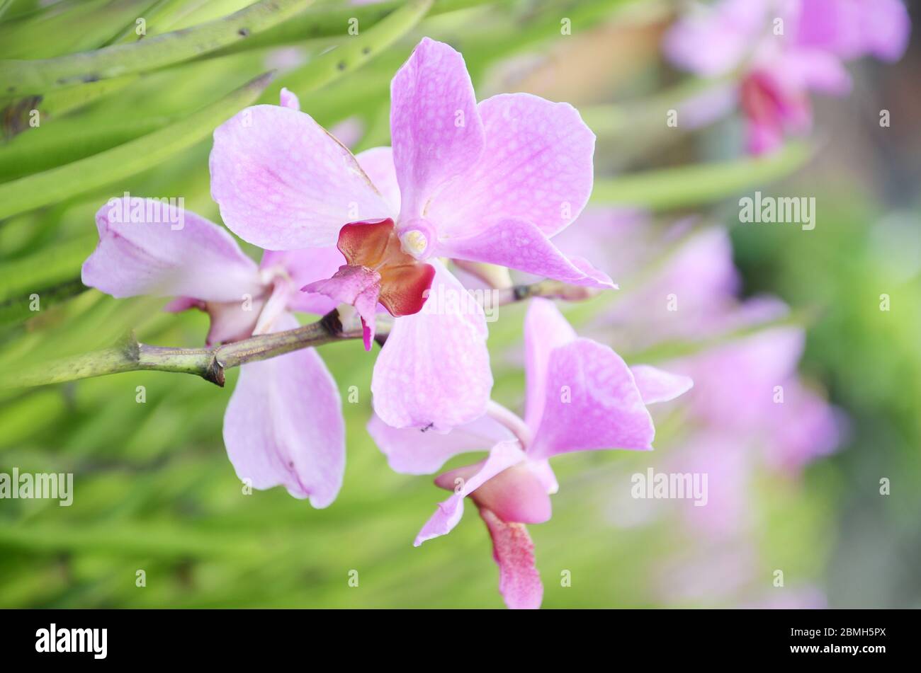 Phalaenopsis amabilis borneo hi-res stock photography and images - Alamy
