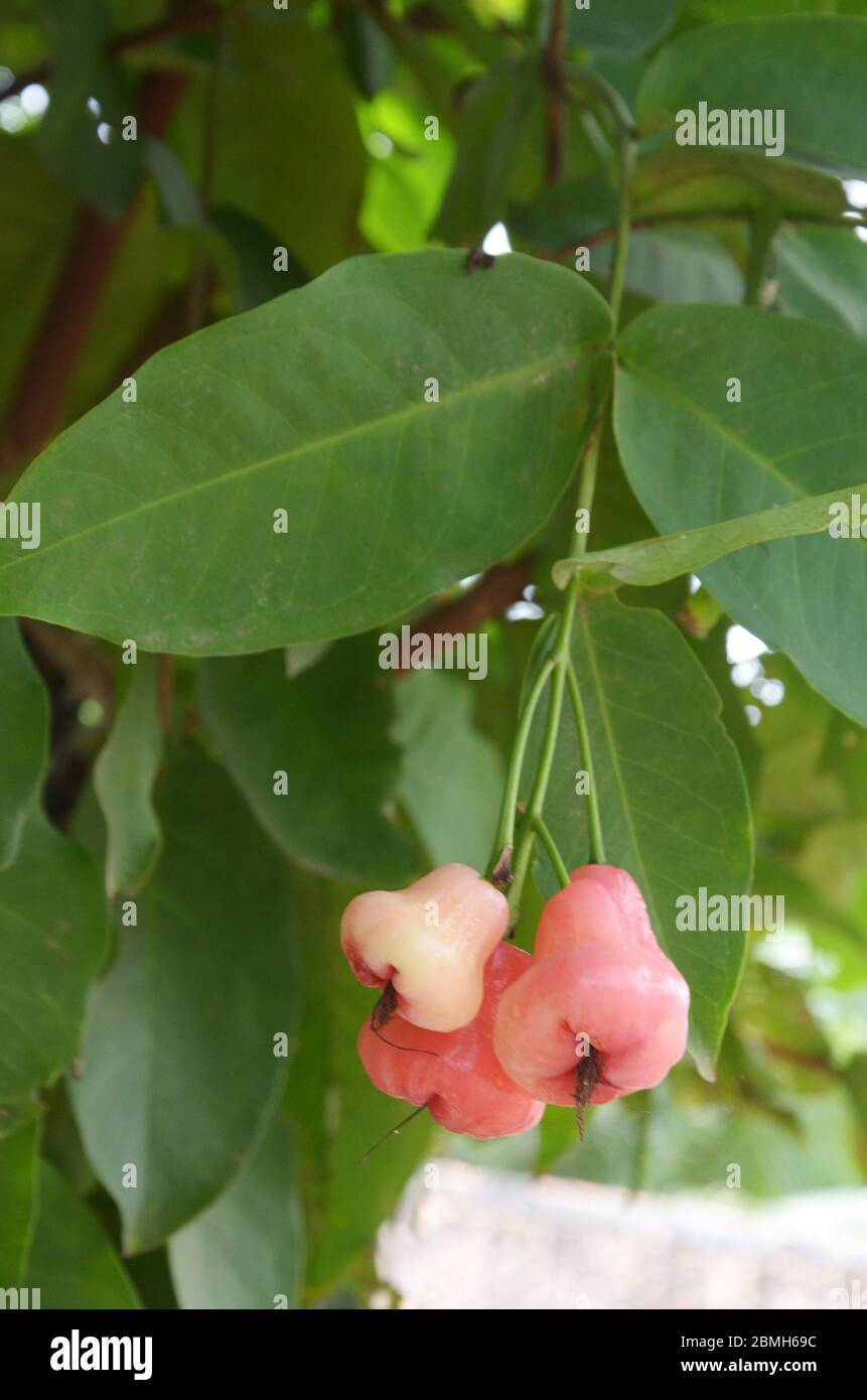 Water apple, jamboo plant in the tree, fruits good for skin Stock Photo ...