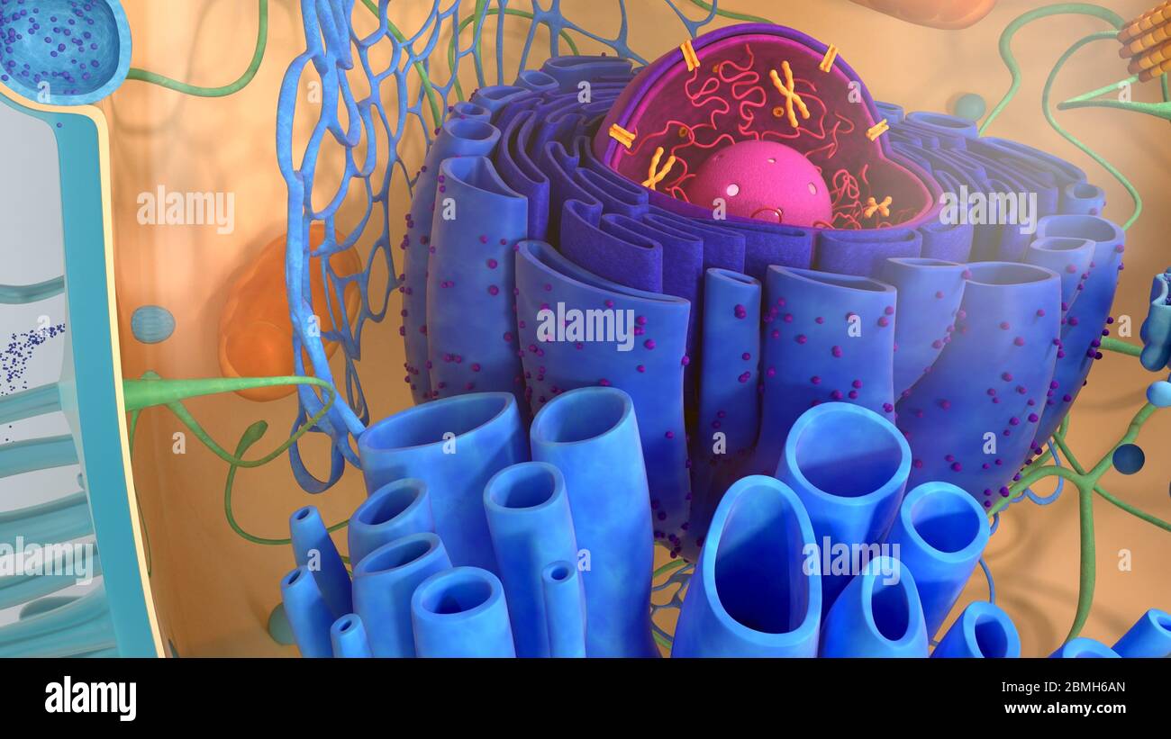 3d render. 3d illustration cell modell Stock Photo - Alamy