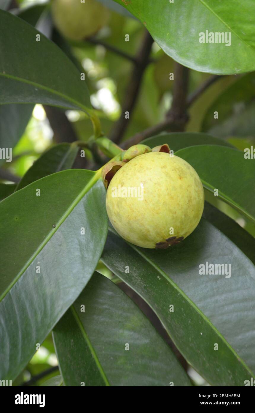 Mangosteen tree hi-res stock photography and images - Alamy