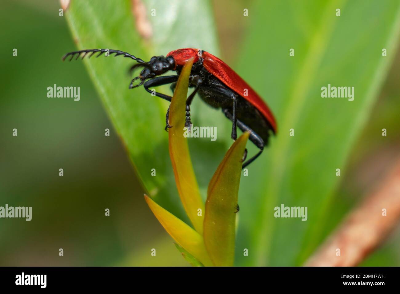 Fire beetle hi-res stock photography and images - Alamy