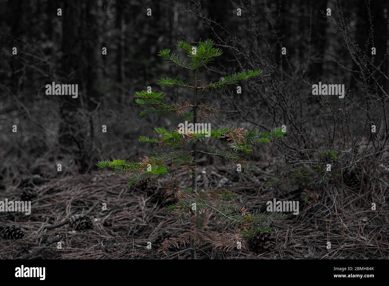 Evergreen forest tree hi-res stock photography and images - Alamy