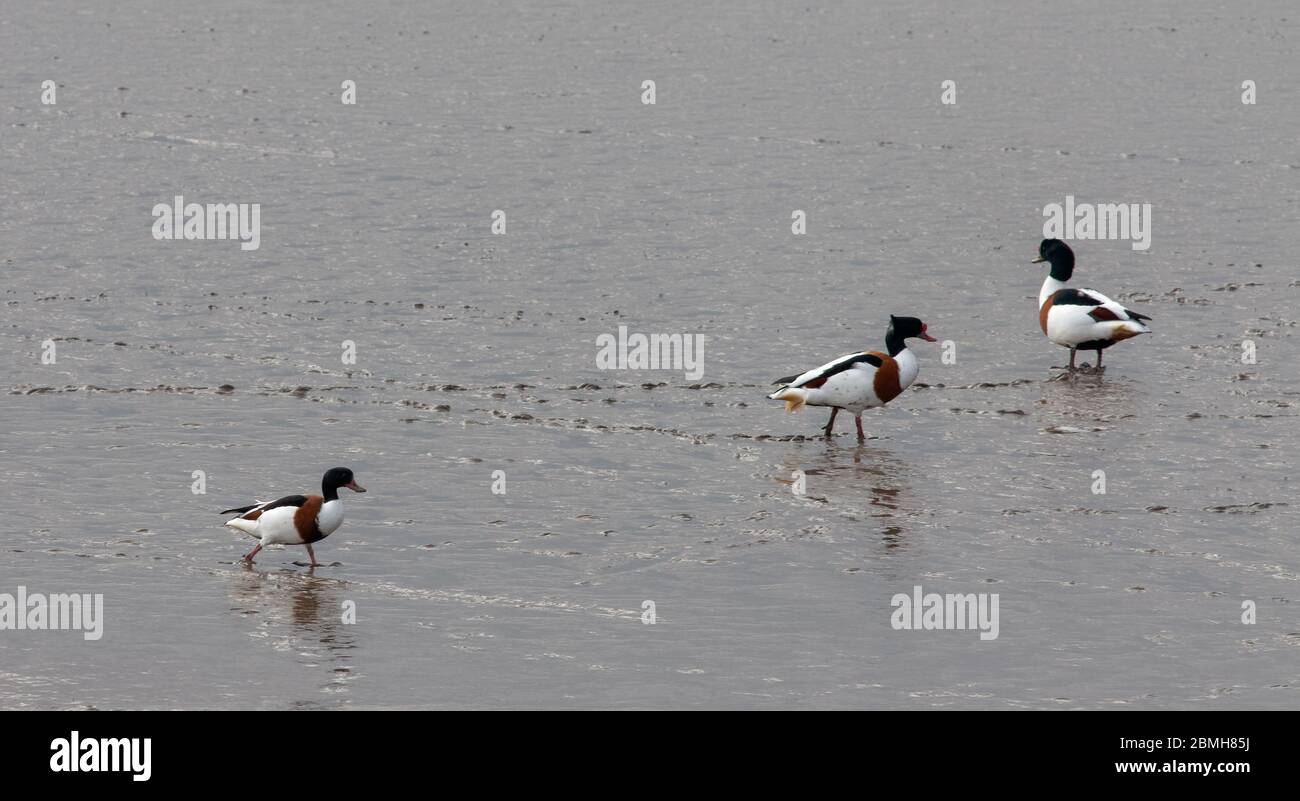 Shelducks on the mudflats near Speke and Garston Coastal Reserve along ...