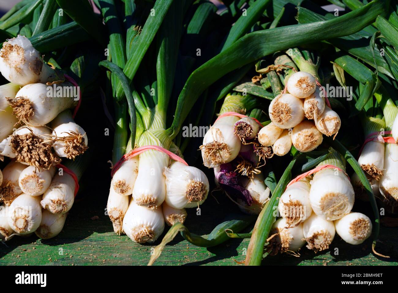 Bunches of fresh green and white spring onions at a farmers market ...