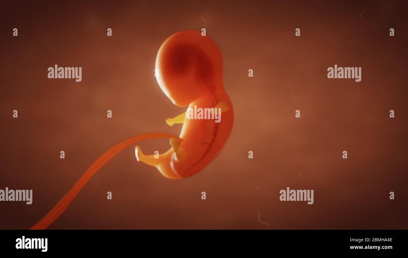 3D illustration the formation of the fetus of the baby in the womb ...
