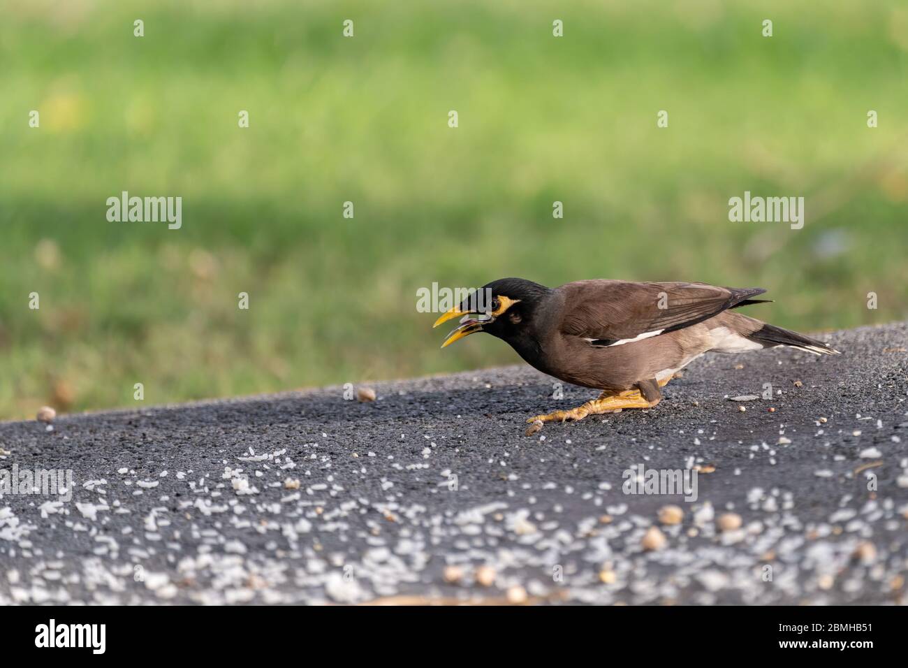 The common myna or Indian myna, An omnivorous open woodland bird with a ...