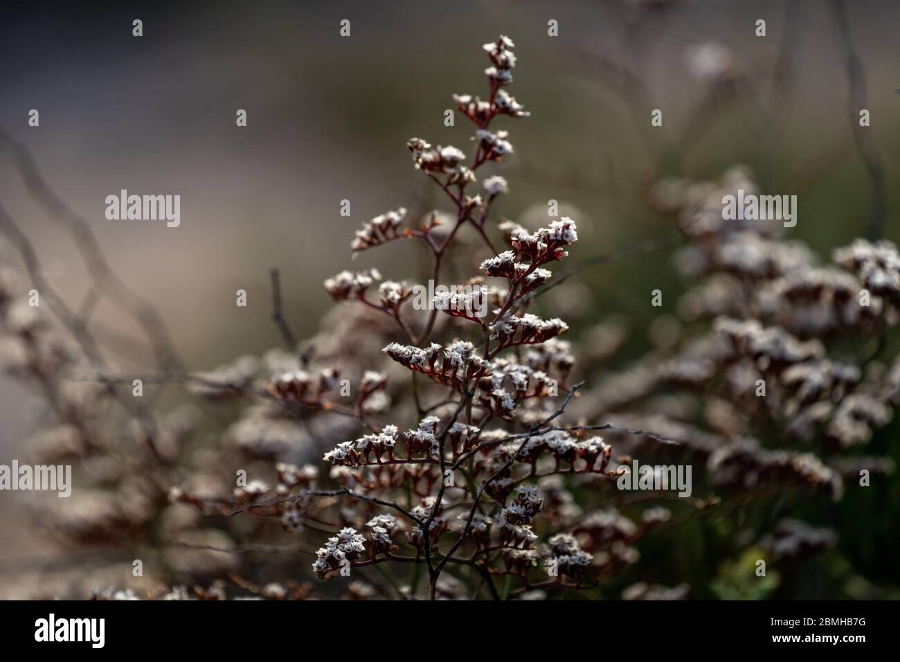 Sea lavender qatar hi-res stock photography and images - Alamy