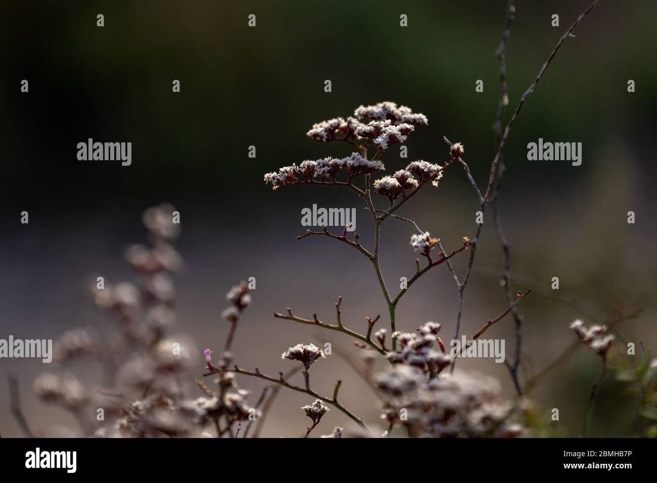 Sea lavender qatar hi-res stock photography and images - Alamy