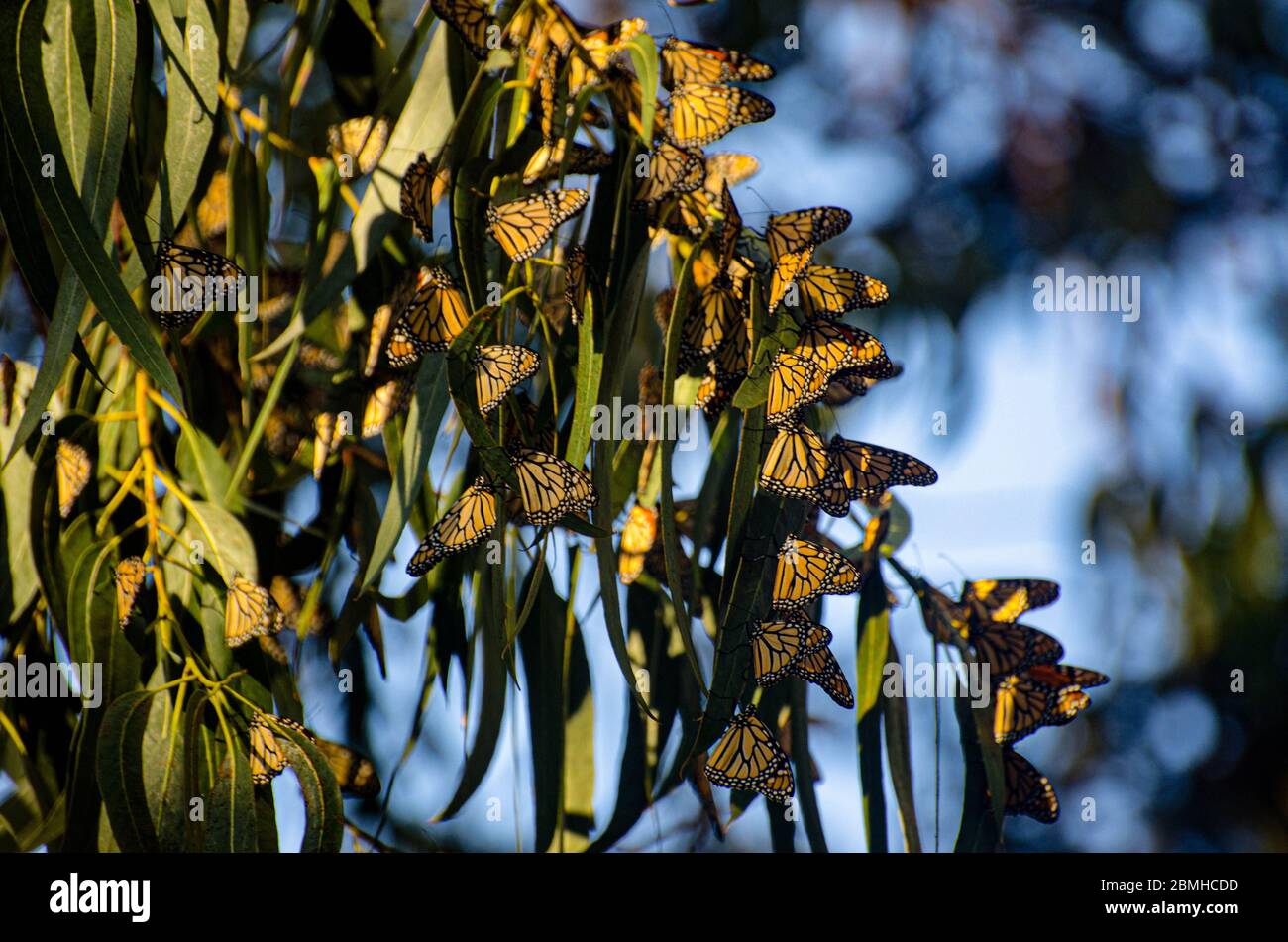 Monarchs winter hi-res stock photography and images - Alamy