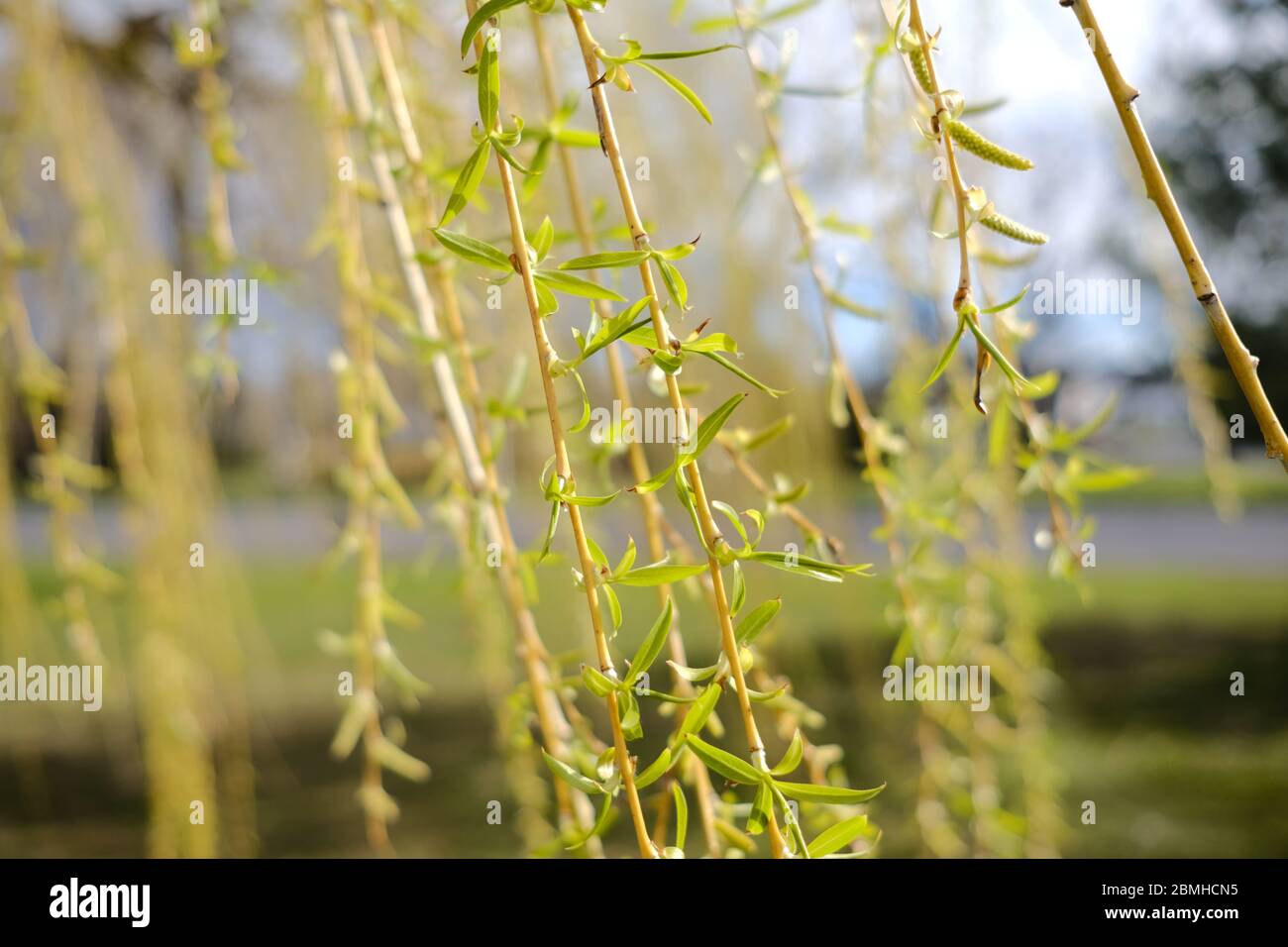 Sallow Tree High Resolution Stock Photography and Images - Alamy