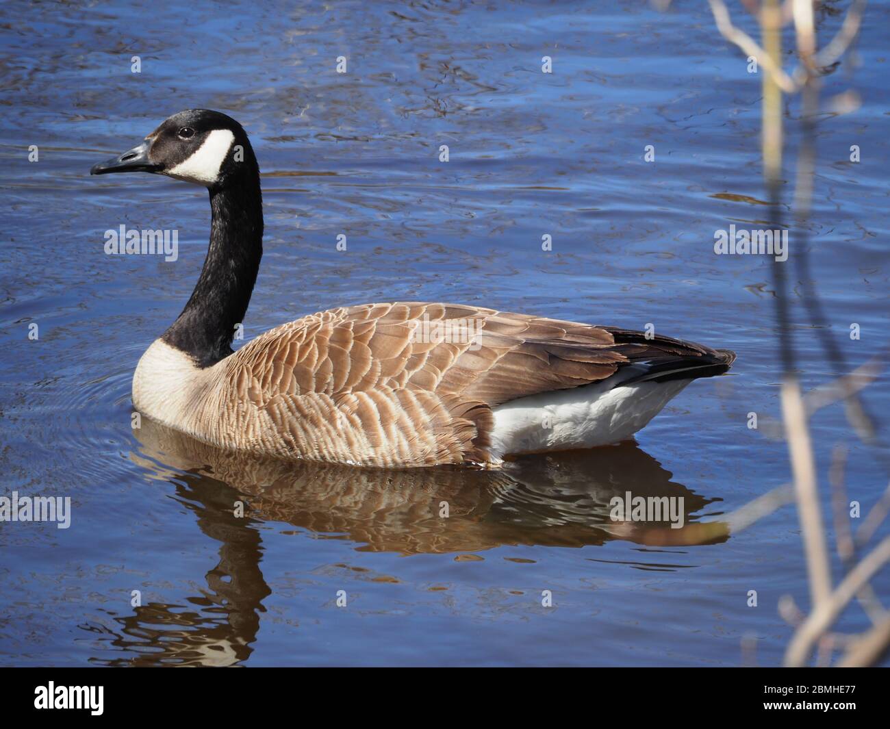 Canada faune hi-res stock photography and images - Alamy