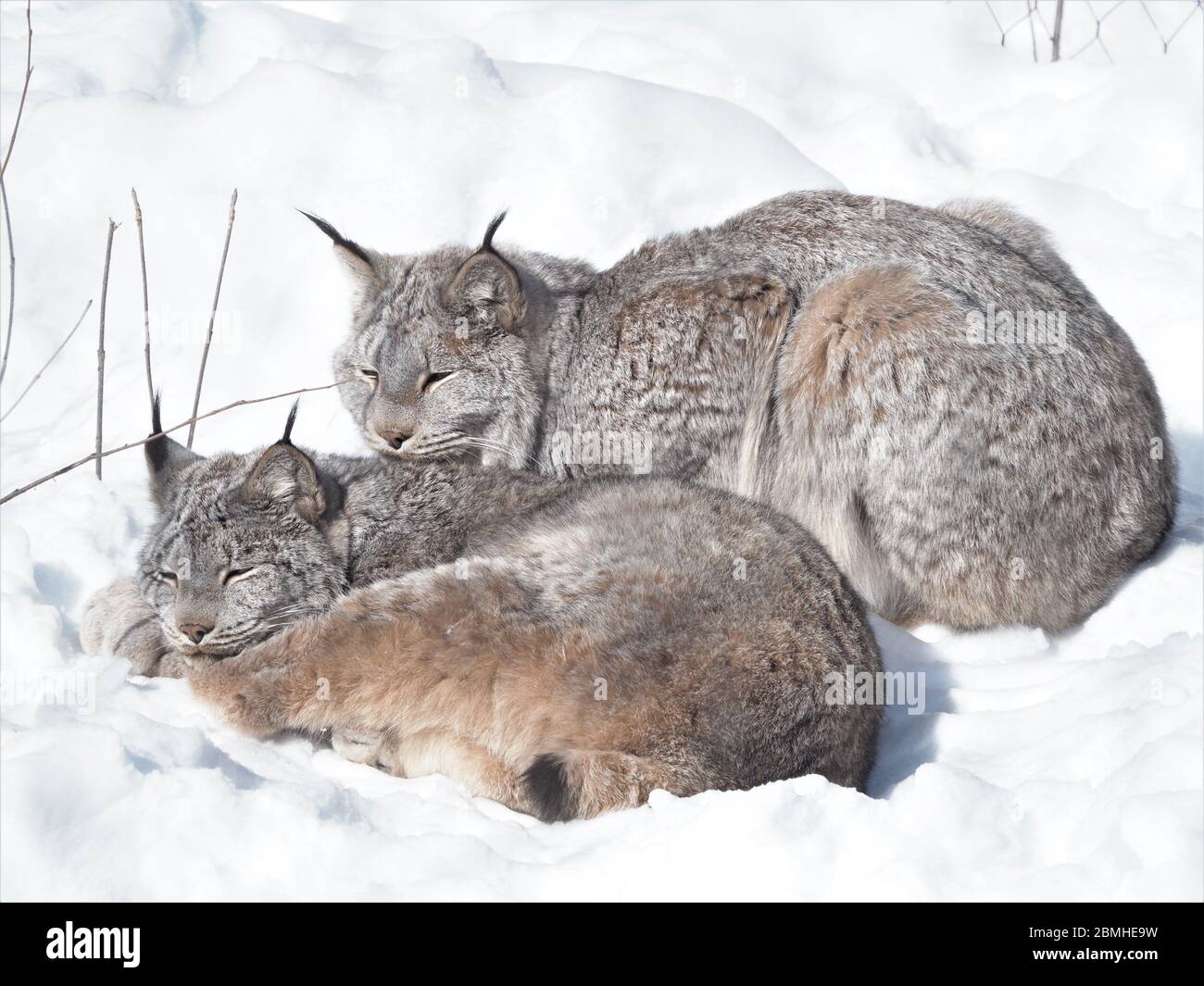 Canada faune hi-res stock photography and images - Alamy