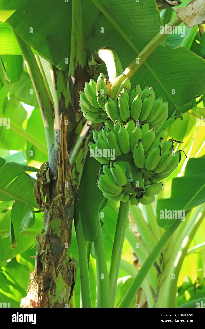 Vertical Image of Tropical Banana Tree with Unripe Fruits in the ...