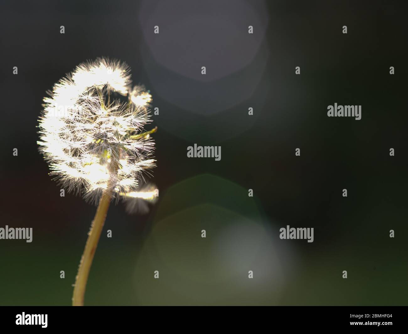 Indicator plant for potassium and calcium hi-res stock photography and ...