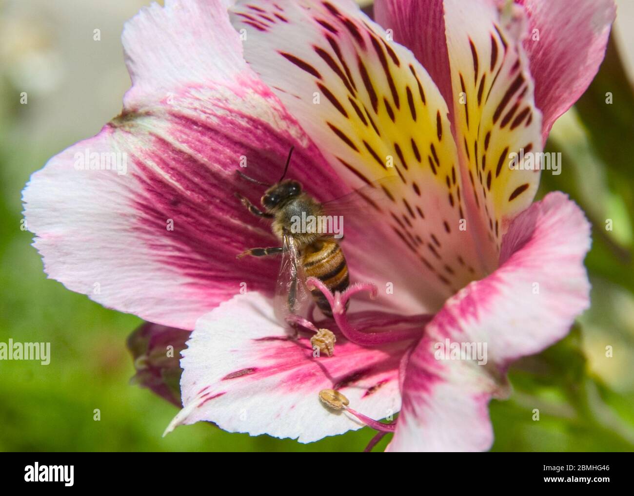 Inca Lily High Resolution Stock Photography and Images - Alamy