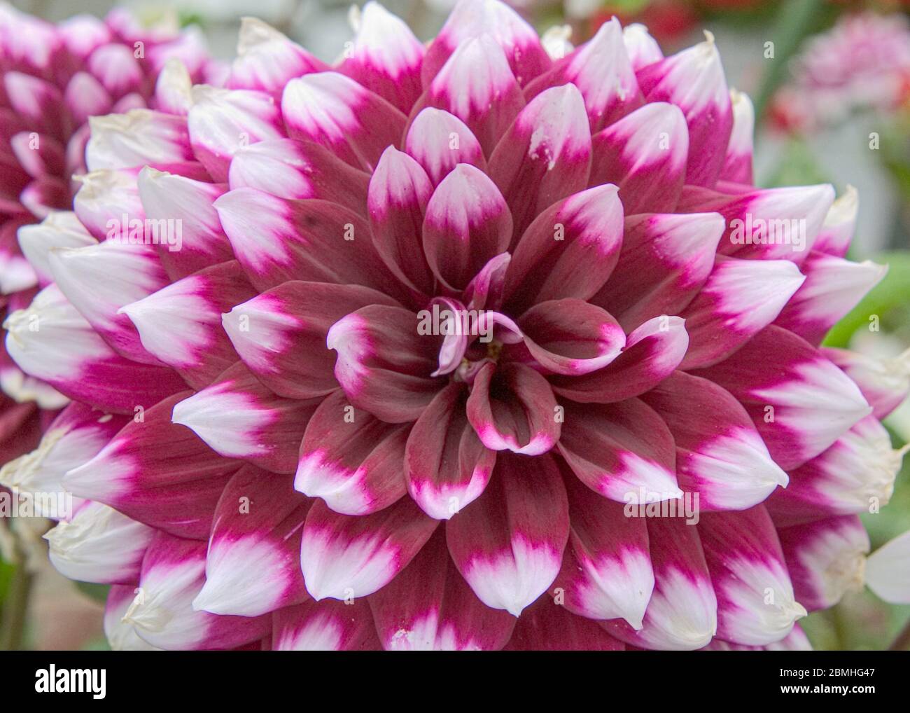 Perfectly focused closeup of single flower Garden dahlias, pinnate ...