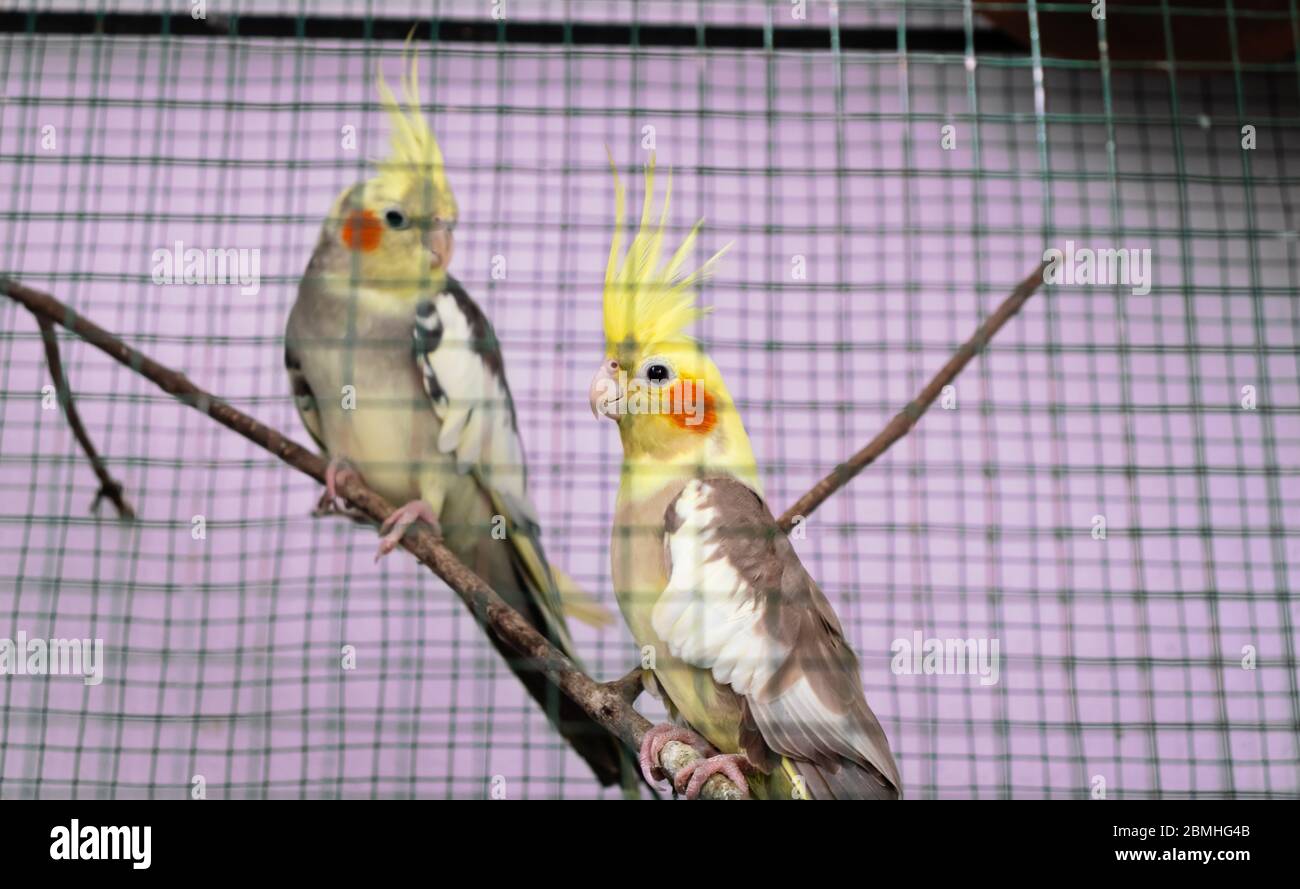 Cocktail parrots couple looking at each other in a cage environment ...