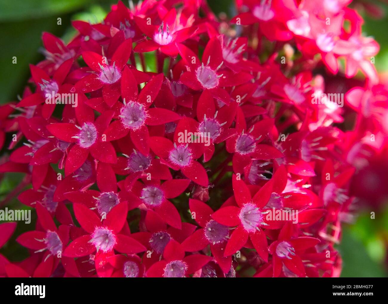 Pentas ianceolata hi-res stock photography and images - Alamy