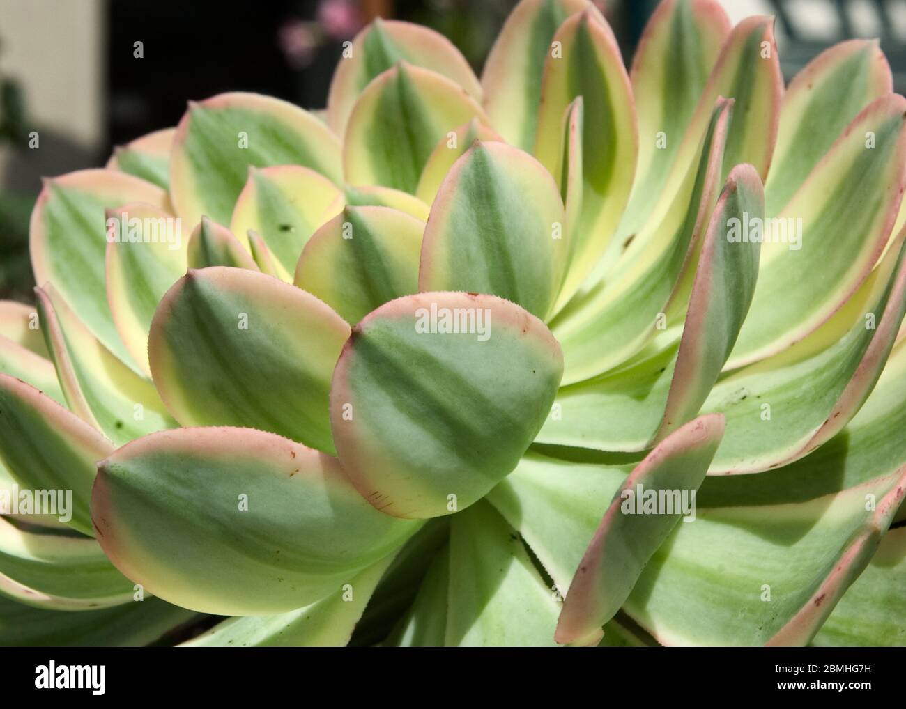 Perfectly focused closeup of single copper pinwheel, tree houseleeks ...