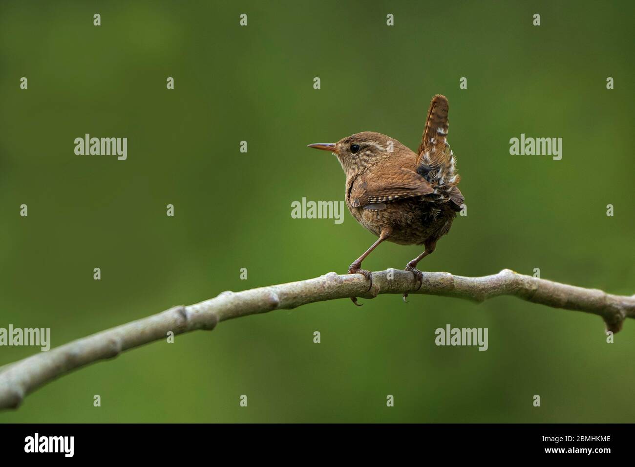 Wren uk bird spring hi-res stock photography and images - Alamy