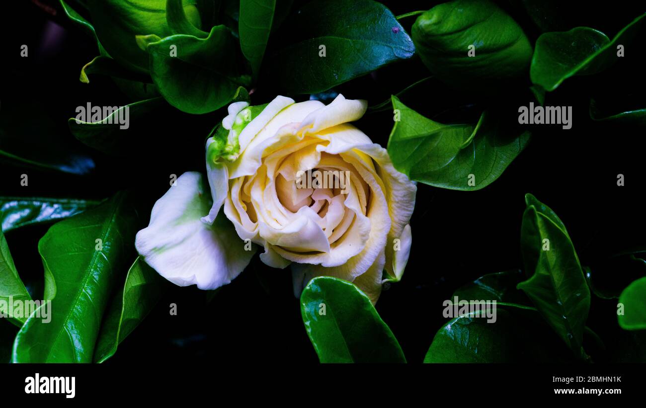 Love white flower hi-res stock photography and images - Alamy