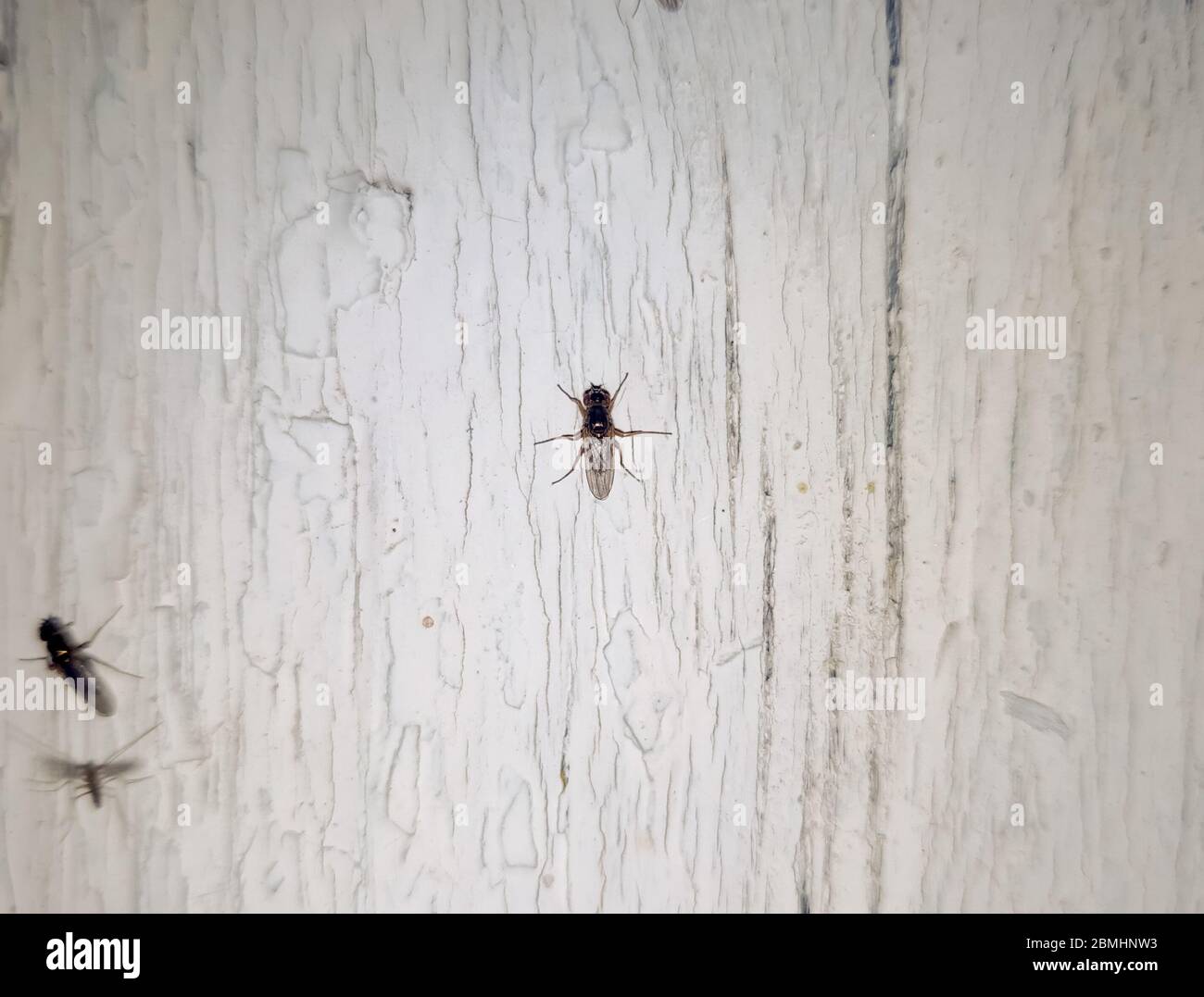 Nocturnal insects hi-res stock photography and images - Alamy