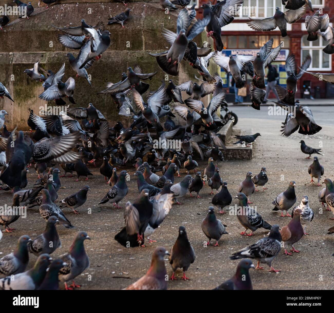 united kingdom pigeons in flight Stock Photo - Alamy