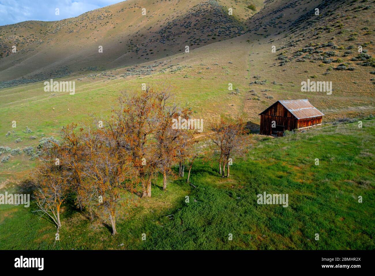 Nice structure trees hi-res stock photography and images - Alamy