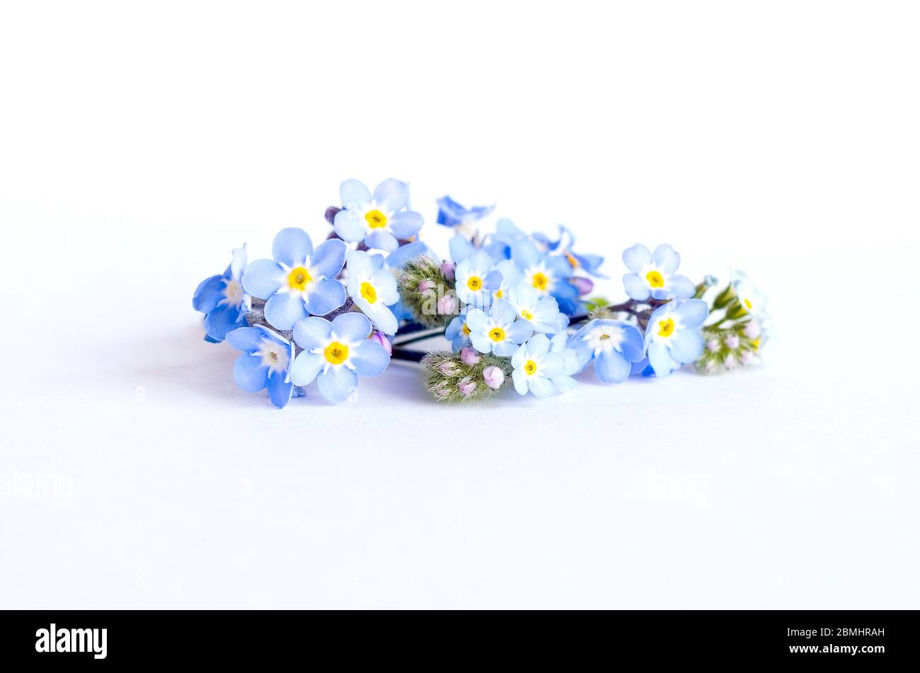 Still life of forget me nots on a white background Stock Photo - Alamy