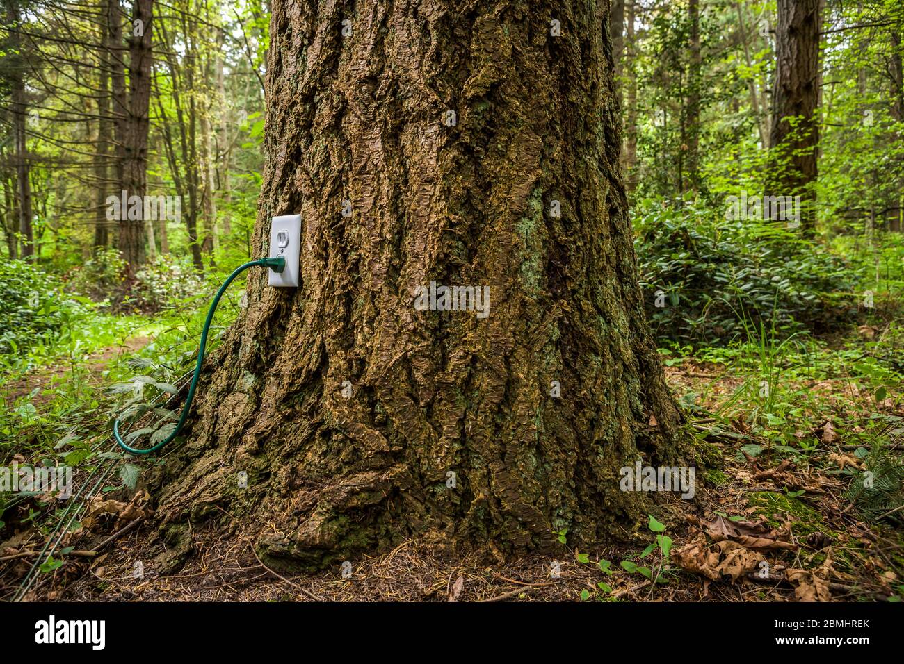 A power cord plugged into an AC wall plug on the side of a tree trunk ...