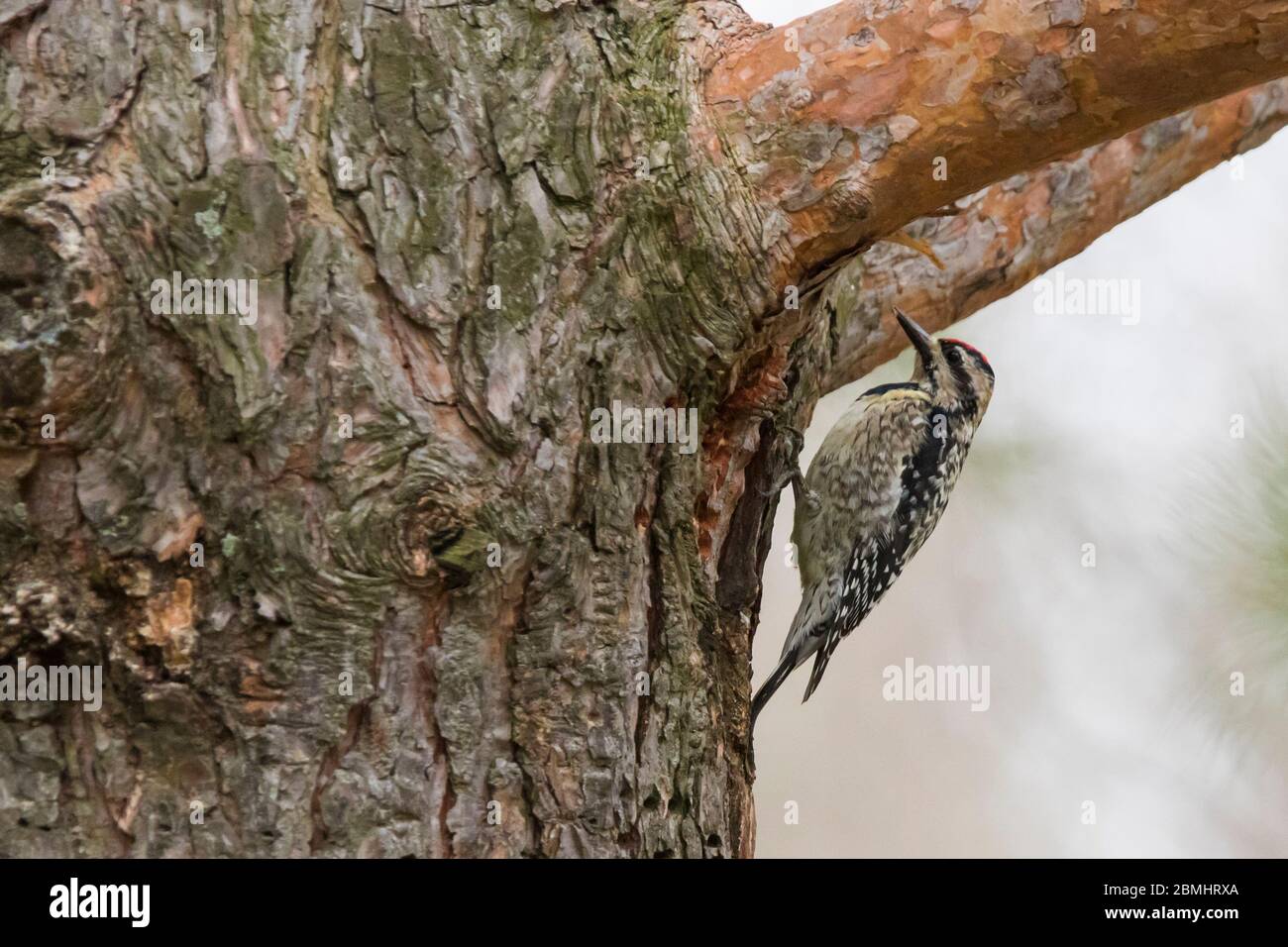 yellow-bellied sapsucker (Sphyrapicus varius Stock Photo - Alamy